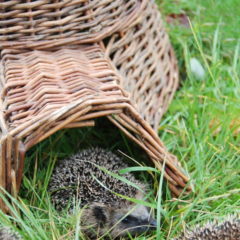 Egel op bezoek in je tuin? | De leefomgeving van de egel | Vogelhuisjes.nl