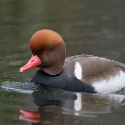 Alles over de Krooneend? (TIP! ) | Dé specialist in Vogelhuisjes