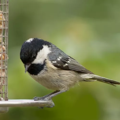 Vogelsoorten | Lees alles over de tuinvogels in Nederland (TIP)
