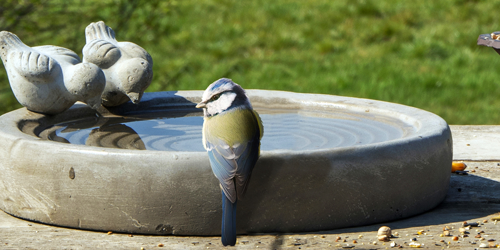 Vogelbad: een goede aanwinst voor de tuin | Vogelhuisjes.nl